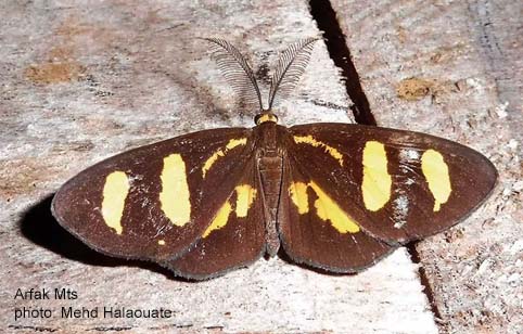 Papua Insects Foundation (Lepidoptera/Geometridae(Ennominae)/Ctimene ...